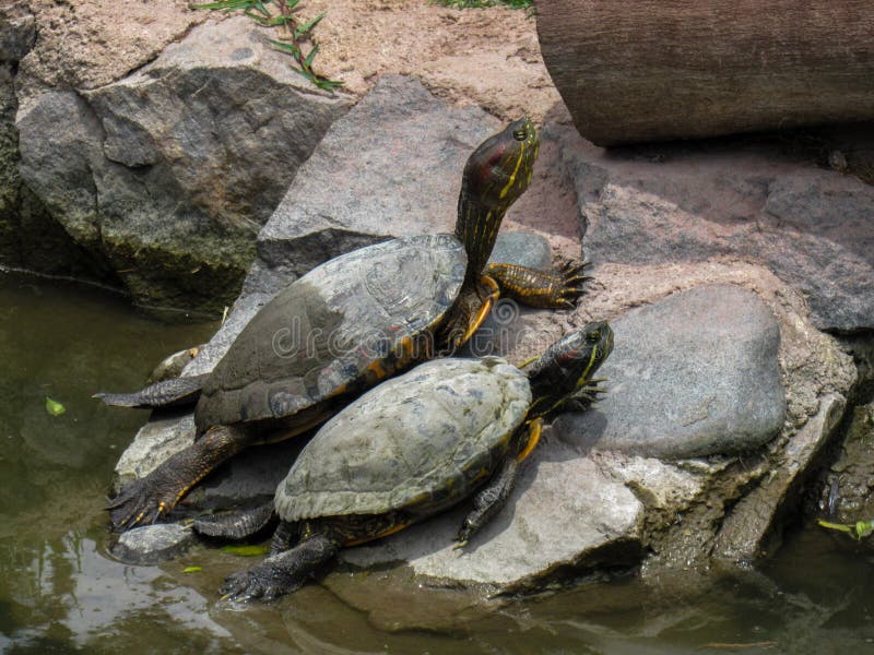 American Turtles Sunbathing Stock Photo - Image of rock, sunbathing ...