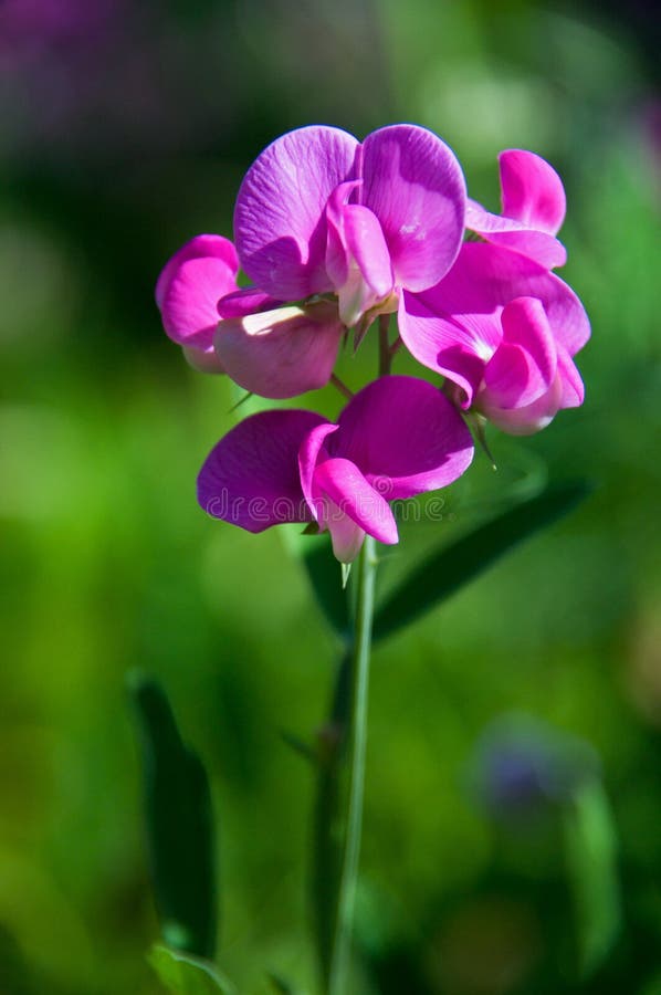 American Vetch Flower Stock Photos - Free & Royalty-Free Stock Photos ...
