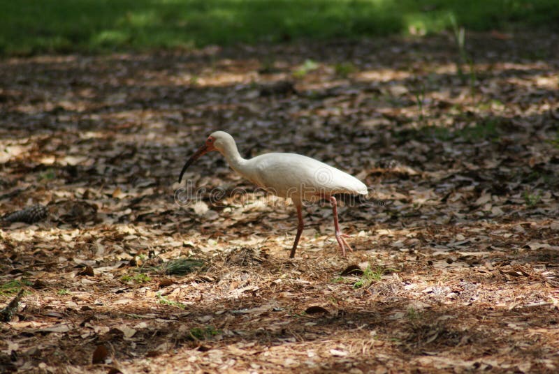 American White Ibis stock image. Image of bird, food - 274157101
