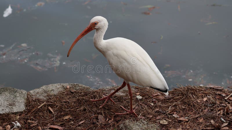 American White Ibis (Eudocimus Albus) Near the River Stock Photo ...