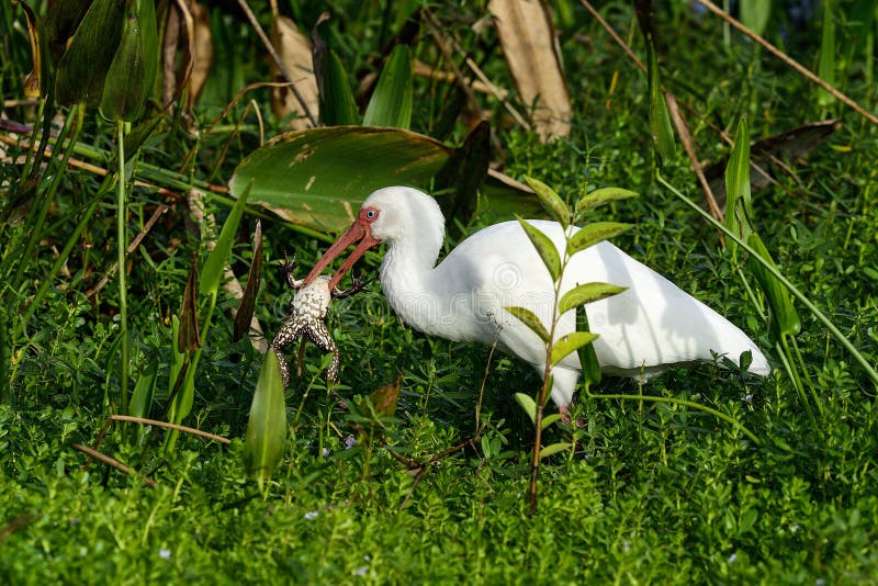 American white ibis stock image. Image of waterbird, north - 49516133