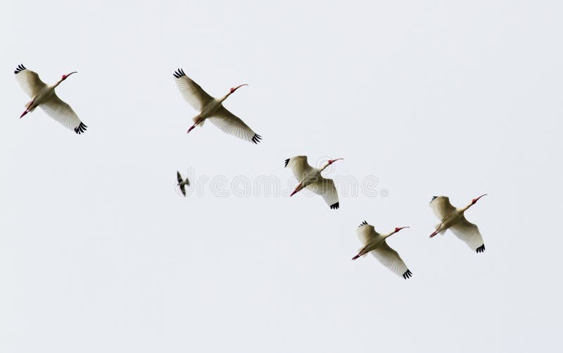 American White Ibis Flock in Flight Stock Image - Image of skies, birds ...
