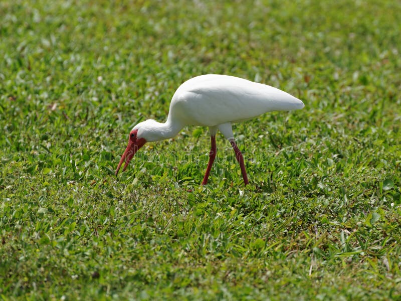 American White Ibis Foraging for Food Stock Photo - Image of beak, park ...