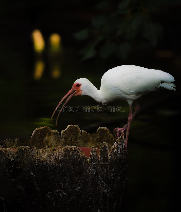American White Ibis stock photo. Image of green, duck - 224161694