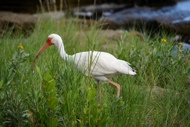 American White Ibis Running Stock Photo - Image of community, american ...