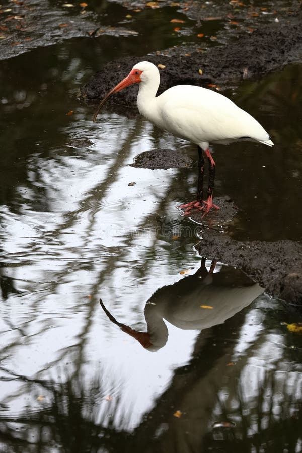 American White Ibis Wading in the Swamp Stock Photo - Image of ...