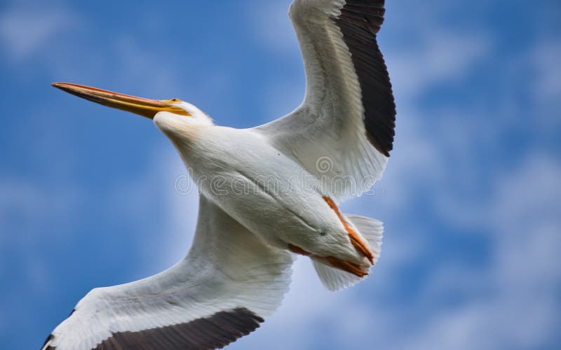 Tiped Wings Stock Photos - Free & Royalty-Free Stock Photos from Dreamstime