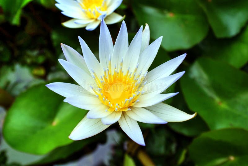 American White Water Lily, Nymphaea Odorata Stock Photo - Image of ...