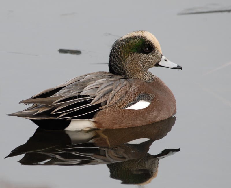 American Wigeon Widgeon Duck Stock Image - Image of lake, feather: 26952647