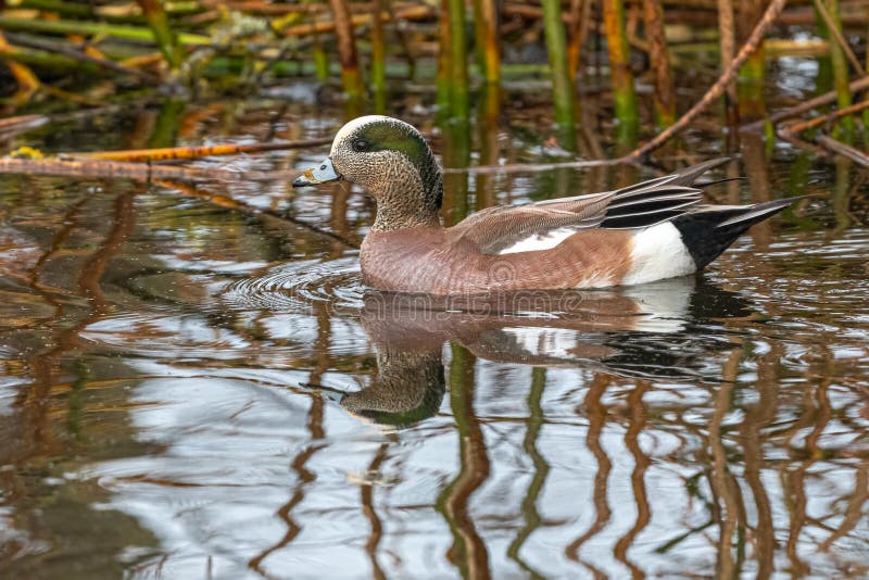 American Wigeon or Baldpate Stock Photo - Image of detail, nature ...