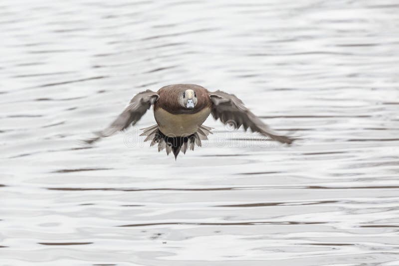 American wigeon duck stock image. Image of nature, north - 171934359