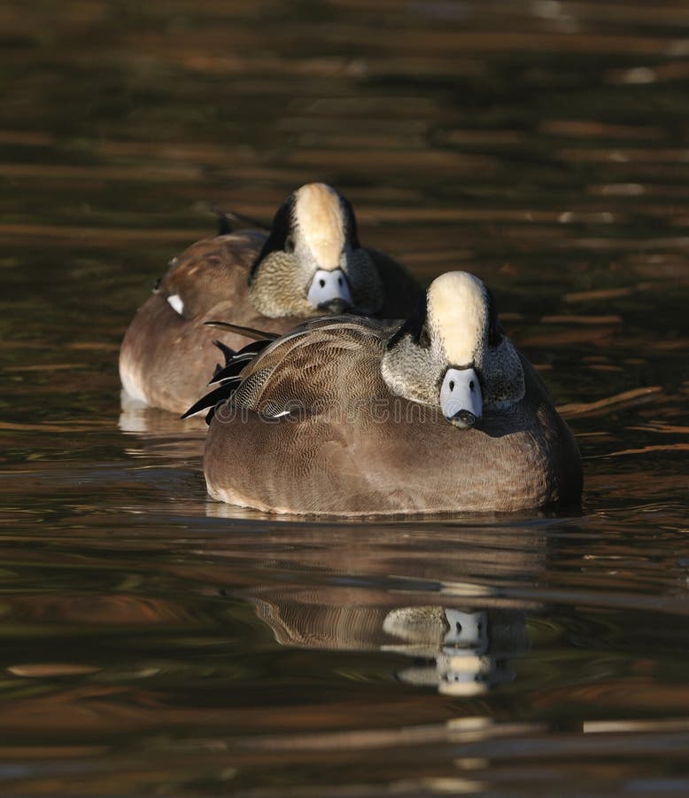 American Wigeon Duck stock image. Image of wigeon, brown - 17372383