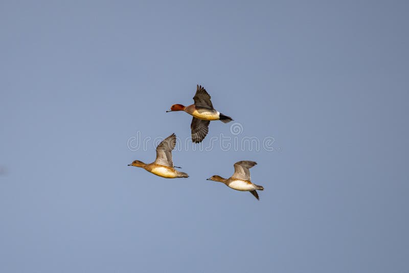 American Wigeon Ducks in Flight Stock Image - Image of environment ...