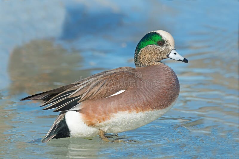 American Wigeon stock image. Image of black, water, wigeon - 37347125