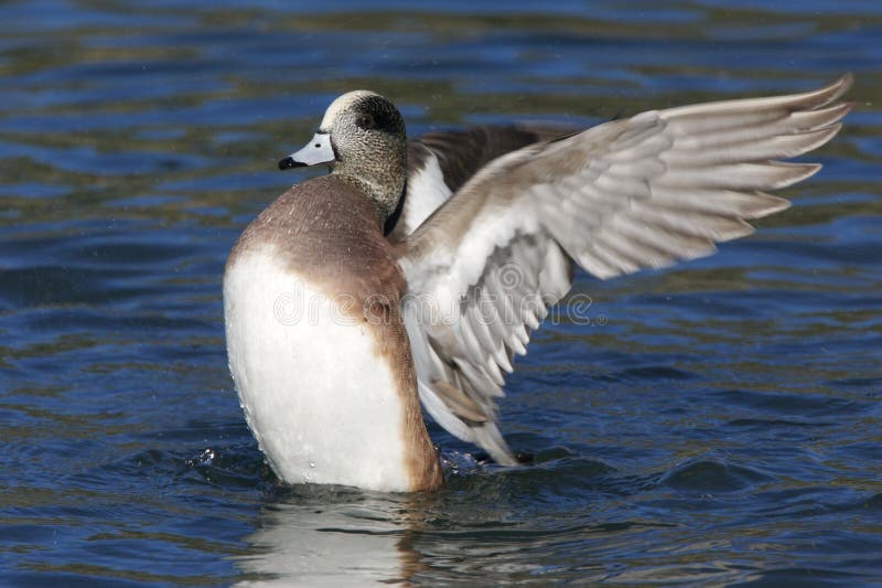 American Wigeon on the Water Stock Image - Image of water, animals ...
