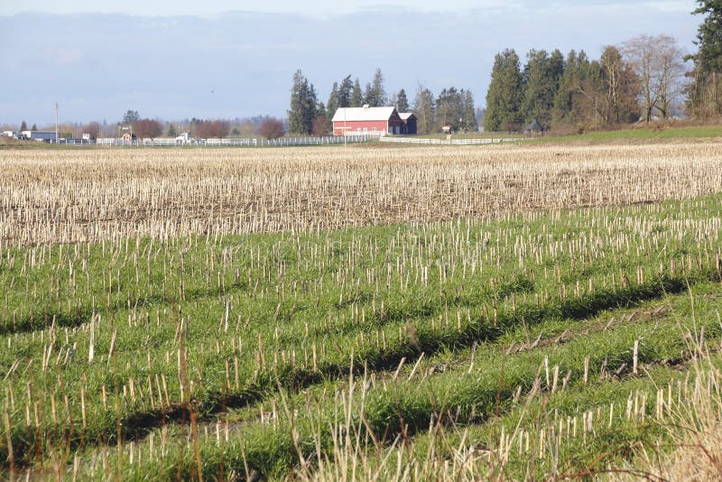 American Winter Cornfield stock image. Image of corn - 39081509