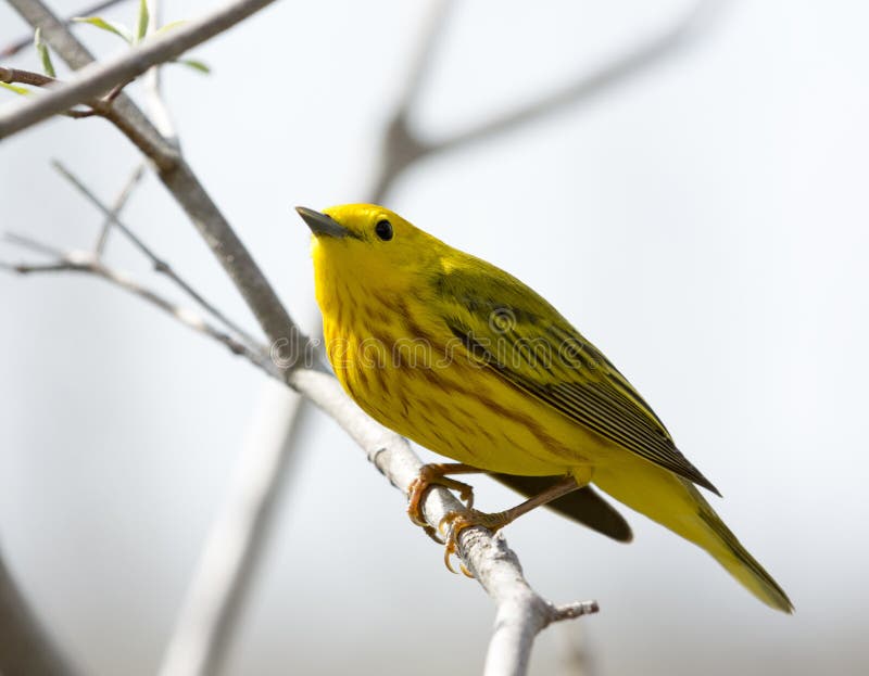 American Yellow Warbler stock image. Image of magee, birding - 40557225