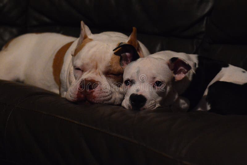 Americanbully pocketbully stock photo. Image of soinbullies - 131859094