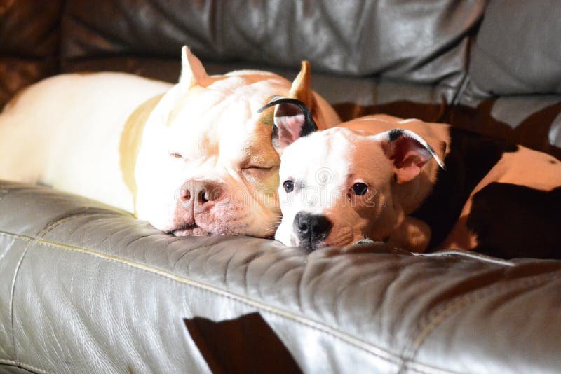 American Bully Pocket Bully Stock Image - Image of grimace, precious ...