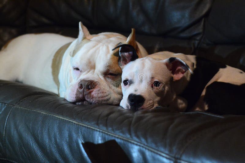 American Bully Pocket Bully Stock Photo - Image of grimace ...