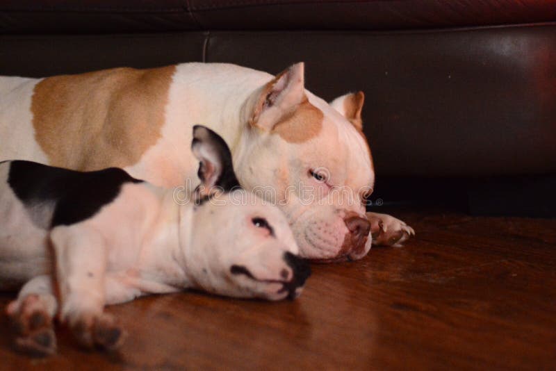 American Bully Pocket Bully Stock Image - Image of pocketbully ...