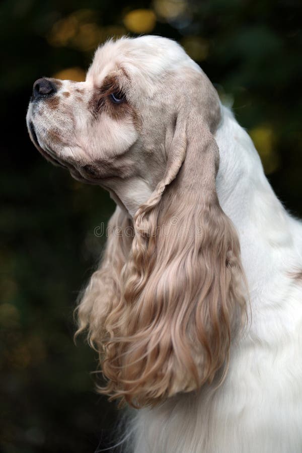 Americano cocker spaniel foto de archivo. Imagen de primer - 34102496