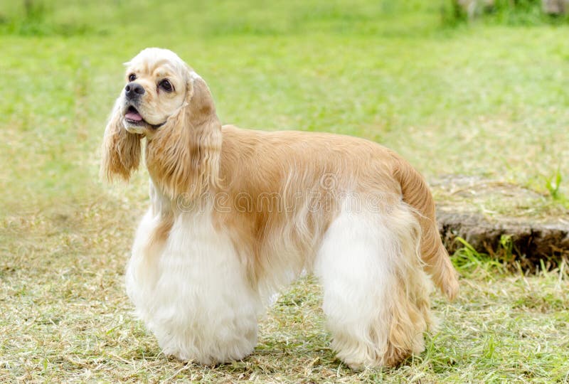 Americano cocker spaniel imagen de archivo. Imagen de coqueto - 35375145