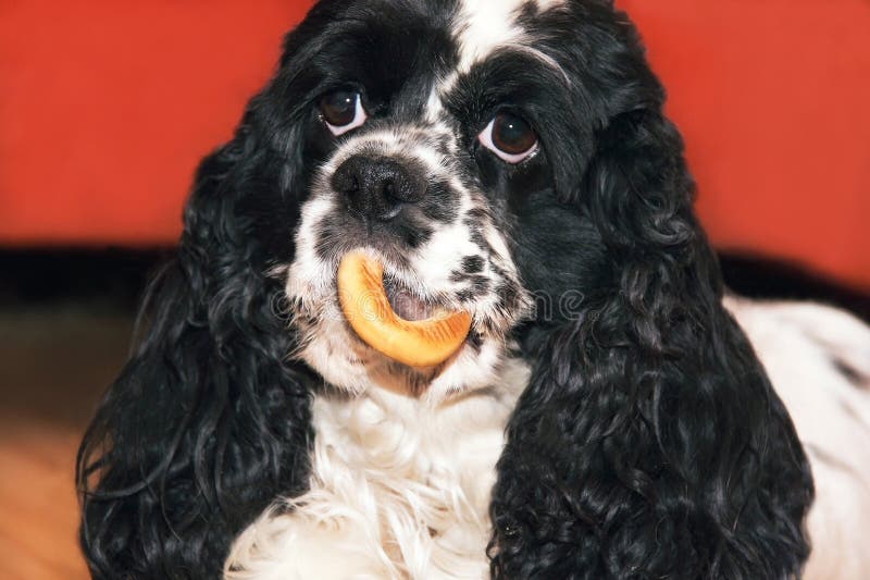 Americano Cocker Spaniel Com Cookies Imagem de Stock - Imagem de ...