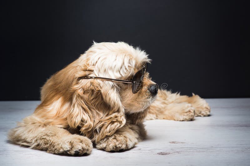 Americano Cocker Spaniel Con Las Gafas De Sol Foto de archivo - Imagen ...