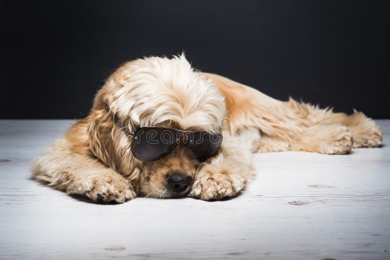 Americano Cocker Spaniel Con Las Gafas De Sol Imagen de archivo ...