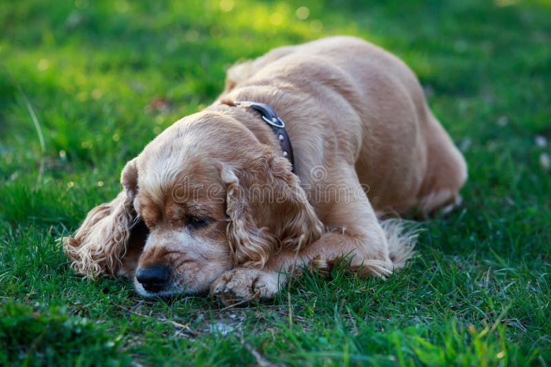 Americano Cocker Spaniel De La Raza Del Perro Imagen de archivo ...
