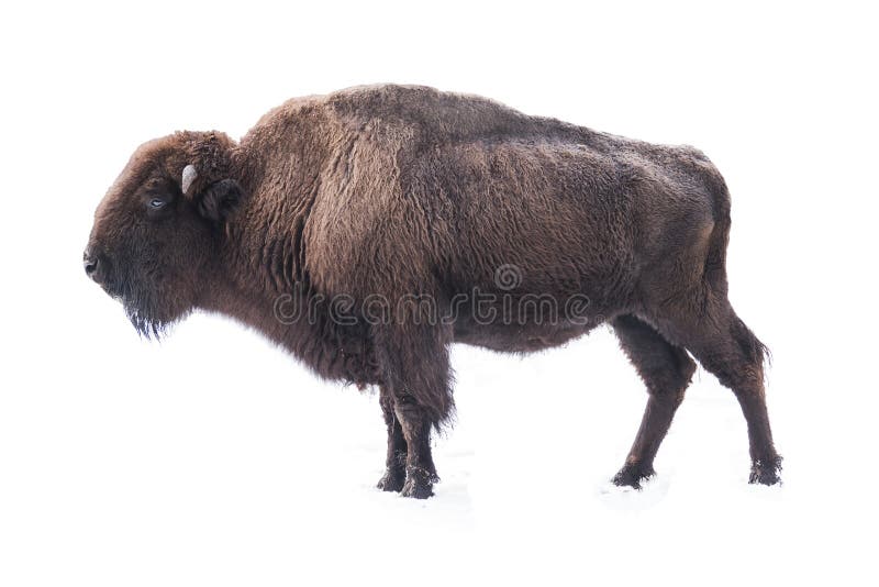563 Bisonte Americano En Un Fondo Blanco Fotos de stock - Fotos libres ...