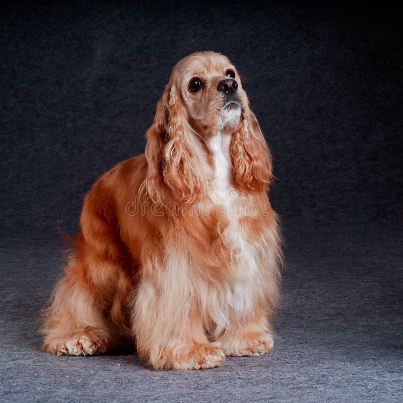 Americano Hermoso Cocker Spaniel Del Fondo Gris Foto de archivo ...