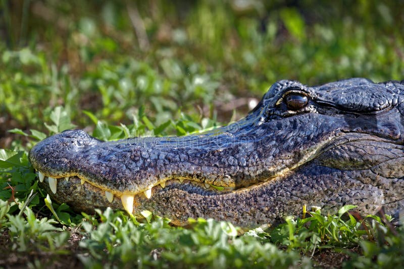 Amerikaanse Alligator stock foto. Image of prooi, tanden - 114588028