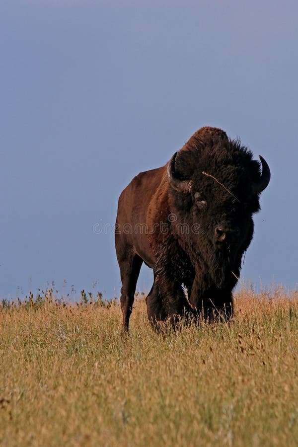 Amerikaanse Bizon, Bison Bison Stock Foto - Image of dier, wild: 47634122