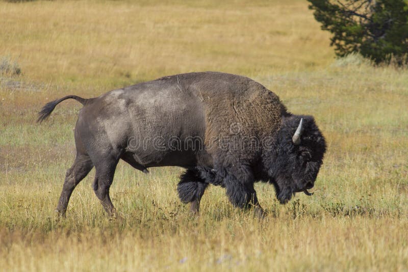 Amerikaanse bizon stock foto. Image of gras, bevonden - 34188396
