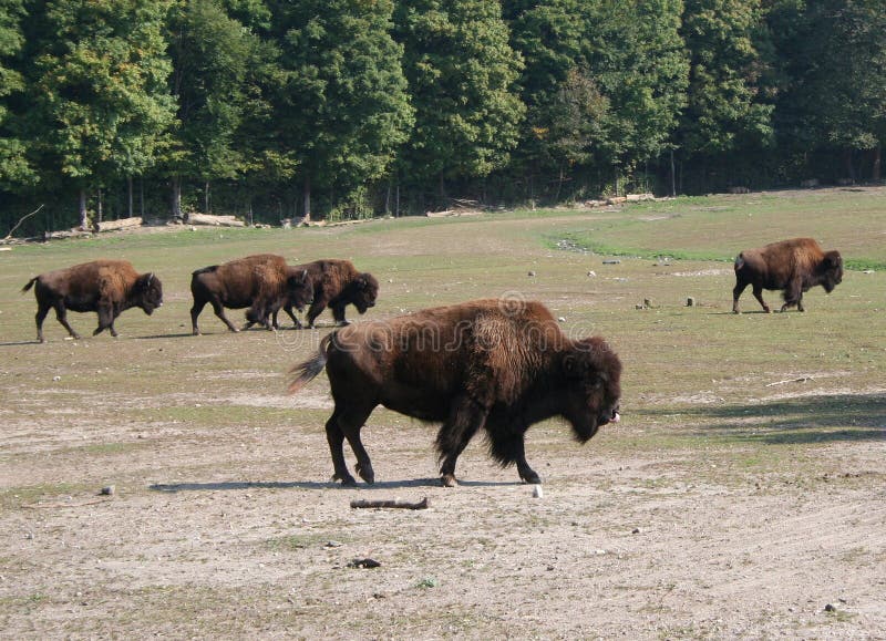 Amerikaanse Bizon (Bison Bison) Stock Foto - Image of donker, grassen ...