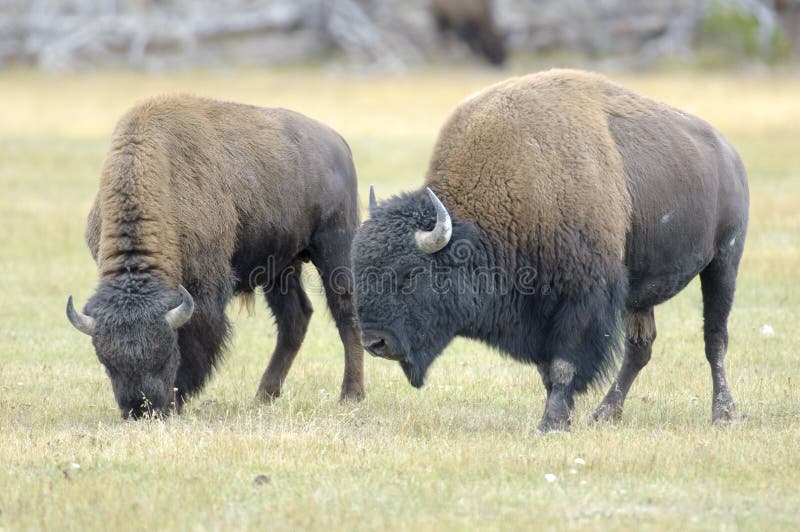 Amerikaanse Bizon (de Bizon Van De Bizon) Stock Afbeelding - Image of ...