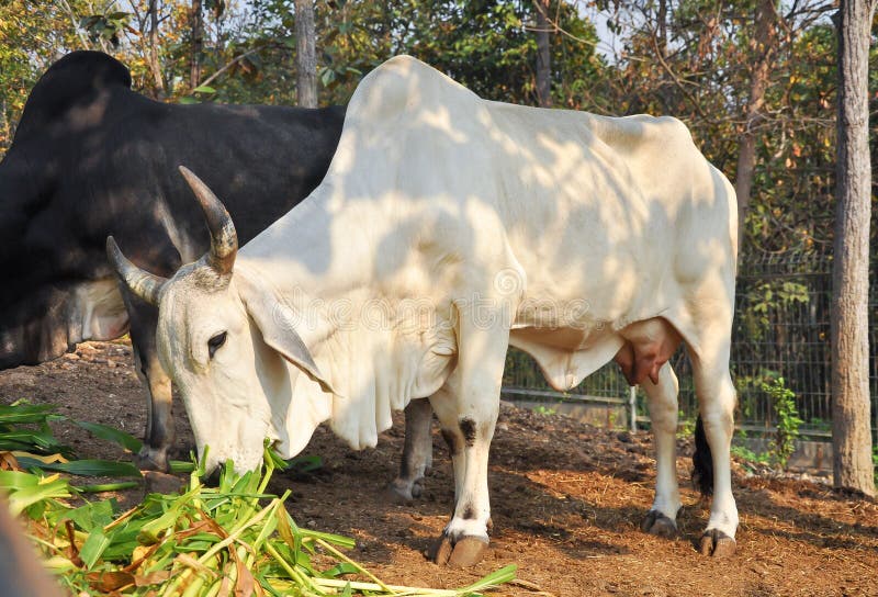 Amerikaanse Brahmaan stock afbeelding. Image of azië - 30801657