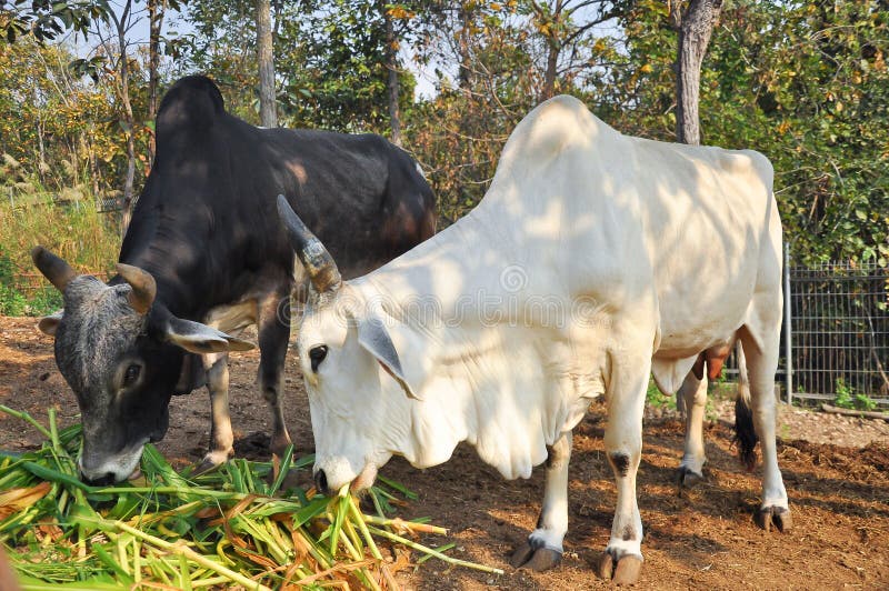 De koeien van de brahmaan stock foto. Image of afrika - 14930072