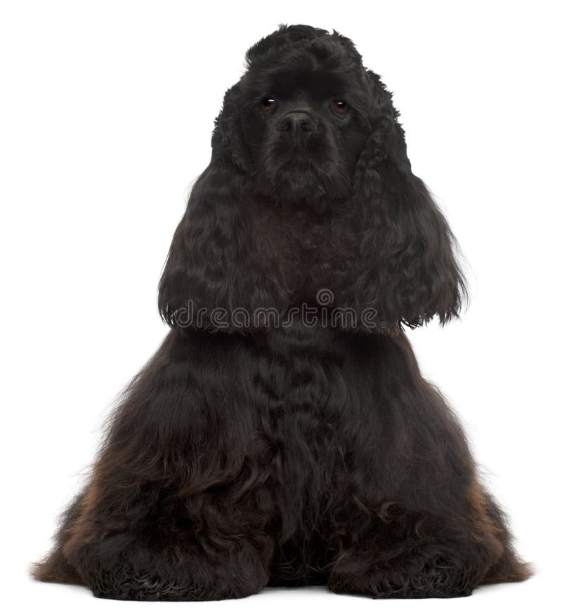 Amerikaanse Cocker-spaniël, 4 Jaar Oud, Het Zitten Stock Afbeelding ...