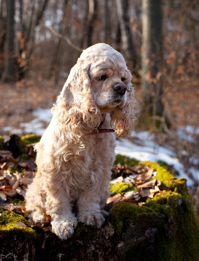 Amerikaanse Cocker-spaniël in De Herfstbos Stock Foto - Image of ...