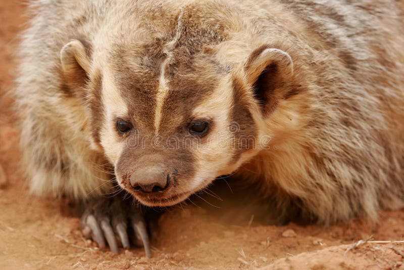 Wezel stock foto. Image of dier, europees, laag, weiden - 34296504