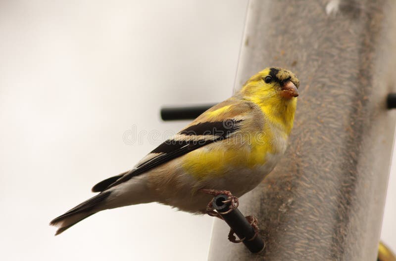 Amerikaanse Distelvink stock afbeelding. Image of kanarie - 15422869