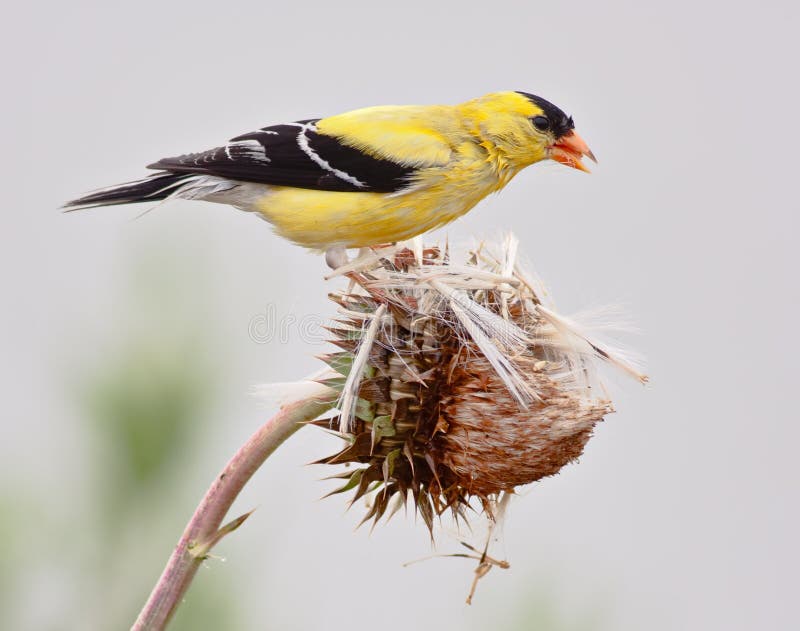 Amerikaanse Distelvink stock foto. Image of migrerend - 17197798