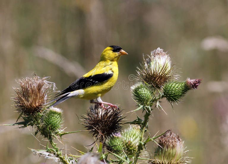 Amerikaanse Distelvink (spinustristis) Op Distel Stock Afbeelding ...