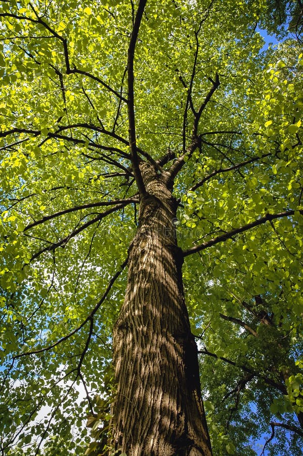 Blad Van Amerikaanse Lindeboom Stock Foto - Afbeelding bestaande uit ...