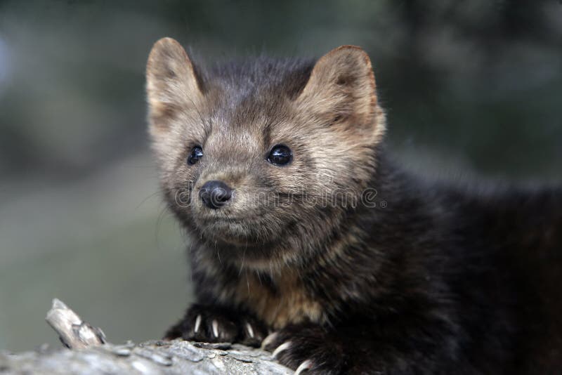 Amerikaanse Marter, Americana Martes, Stock Foto - Image of hout, bomen ...