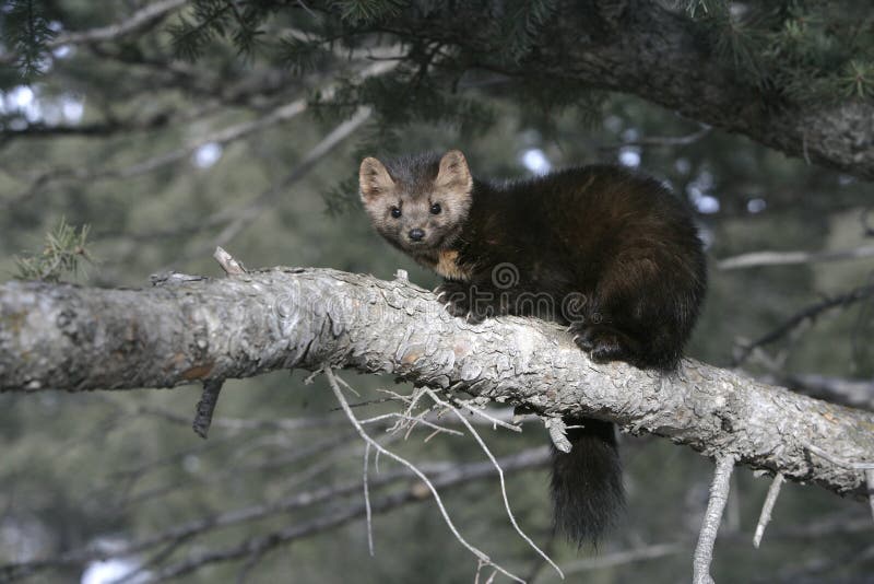 Amerikaanse Marter, Americana Martes, Stock Afbeelding - Image of ...