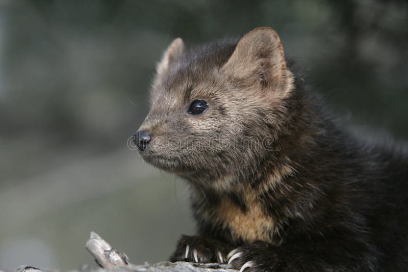 Amerikaanse Marter, Americana Martes, Stock Foto - Image of carnivoor ...